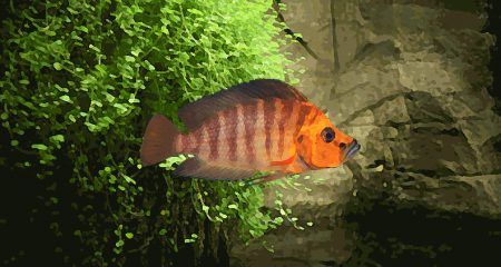 Acheter altolamprologus compressiceps orange kigoma (environ 5 cm) sur ...