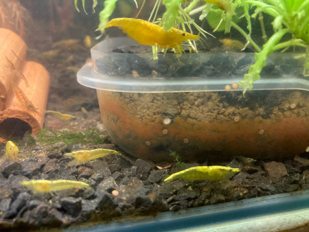 Acheter crevettes jaunes