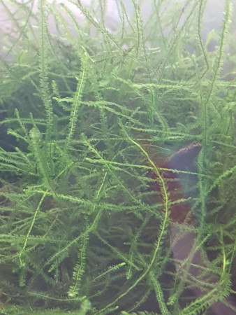 Acheter mousse de java