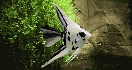 Acheter scalaire panda voilé (environ 4 cm) sur la boutique FishFish ...