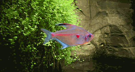 Acheter coeur saignant (environ 3 cm) sur la boutique FishFish - Achat ...