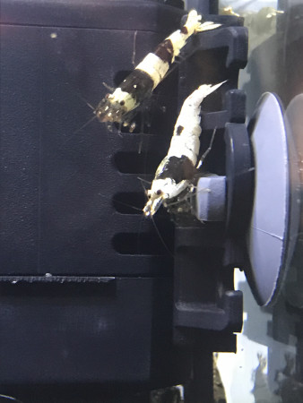 Acheter pure black line pbl