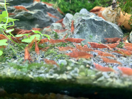 Acheter crevette red cherry