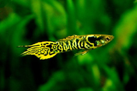 a donner alevins guppy endler tiger