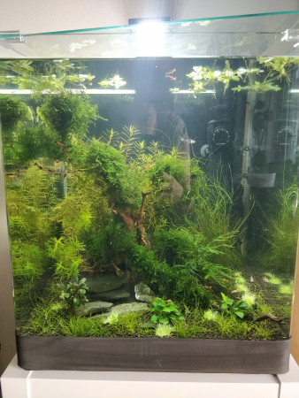 Acheter mousse de java