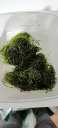 Acheter mousse de java /taxiphyllum barbieri