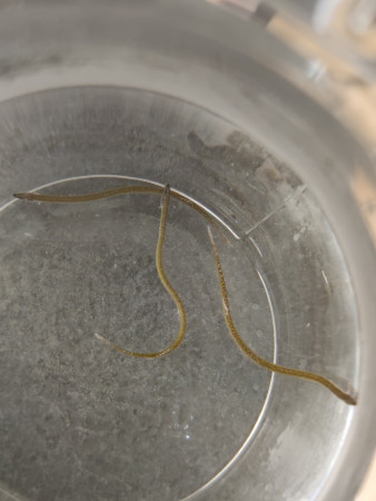 pangio doriae (khuli doré)