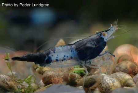 Acheter crevettes rili blue carbon