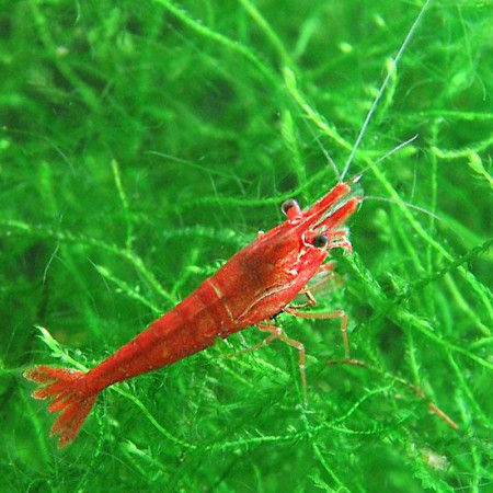 Acheter crevettes red cherry