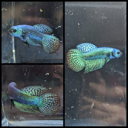 Acheter betta alien green