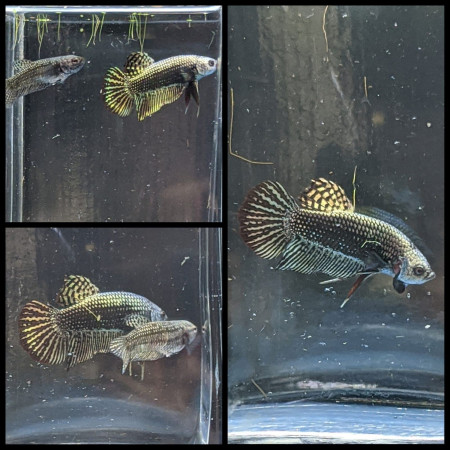 Acheter betta alien copper