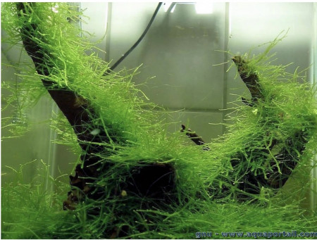 Acheter vesicularia dubyana (mousse de java)