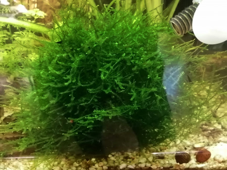 Acheter mousse de java (pot de 50cl)