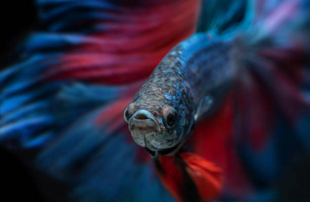 Noms De Poissons Betta Bleu Et Rouge