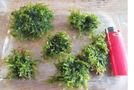 Acheter mousse de java