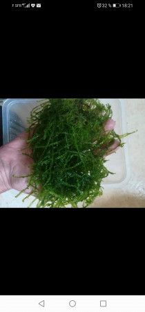 Acheter mousse de java