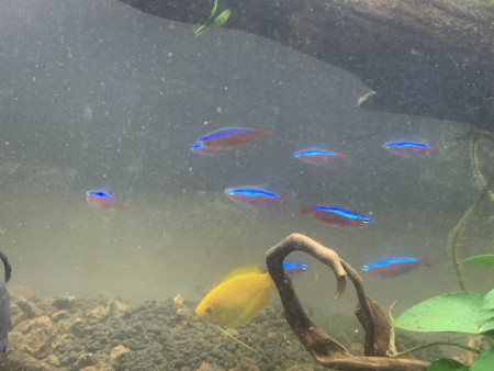 Acheter 9 néon cardinalis