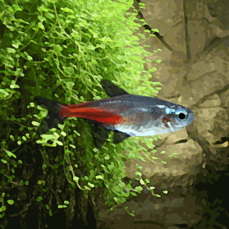 Acheter neon diamant (environ 2.5 cm) sur la boutique FishFish - Achat ...