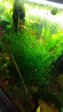 Acheter mousse de java 20g