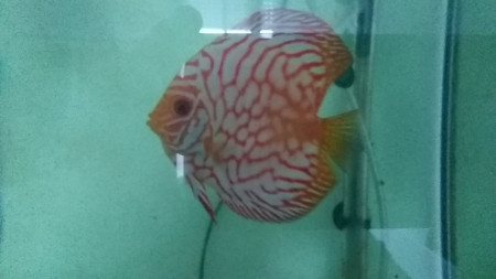 discus red map
