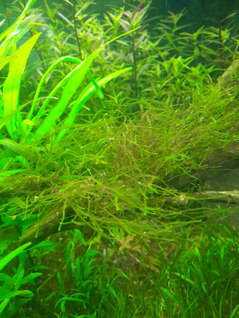 Acheter mousse de java