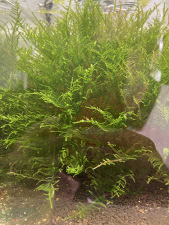 Acheter grosse part de mousse de java