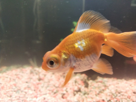 1 poisson télescope