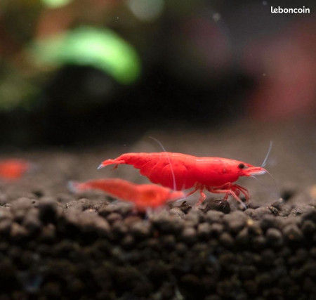 Acheter lot crevettes red cherry ( sakura )