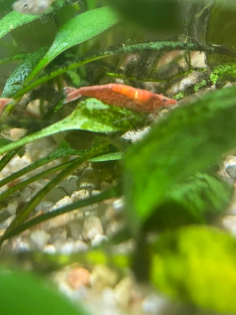 Acheter crevette red cherry