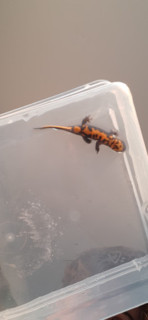 Acheter vend cynops orientalis (mâle)