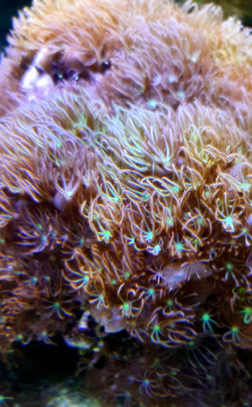 Acheter pachyclavularia violacea