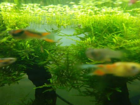 Acheter mousse de java