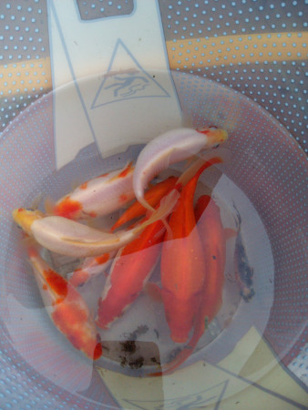 Acheter poisson rouge