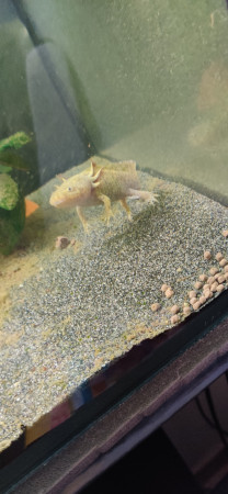 Acheter axolotls cooper