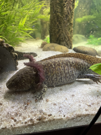 Acheter axolotl cooper adulte