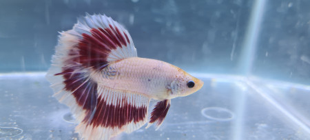 Acheter betta halfmoon tri-band