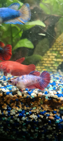 Acheter betta halfmoon tri-band femelle