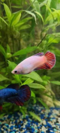 Acheter betta halfmoon tri-band rouge