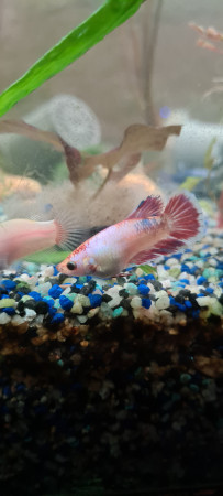 Acheter betta halfmoon tri-band blanc