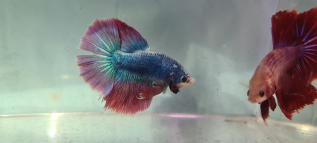 Acheter betta halfmoon tri-band mix