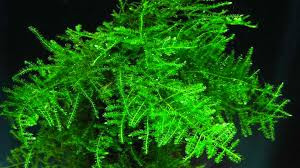 Acheter mousse de java