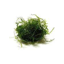 Acheter mousse de java