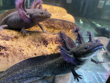 Acheter axolotl