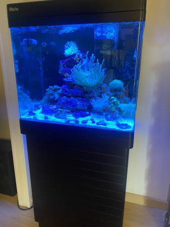 Acheter aquarium red sea max 130d récifal, vide