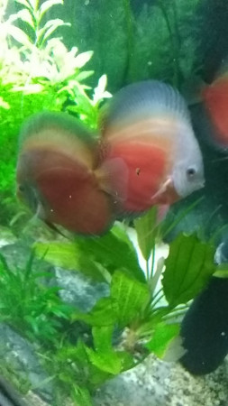Acheter couple de discus red valentine