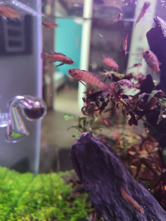 Acheter dario sp myanmar (badis tigre) femelle