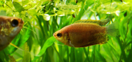 trichogaster labiosa rouge