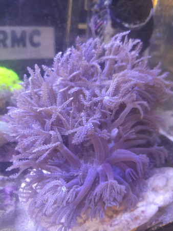 Acheter xenia sp taille xl