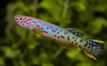 Acheter killies fundulopanchax scheeli