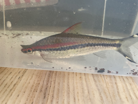 Acheter 3 barbus crayons